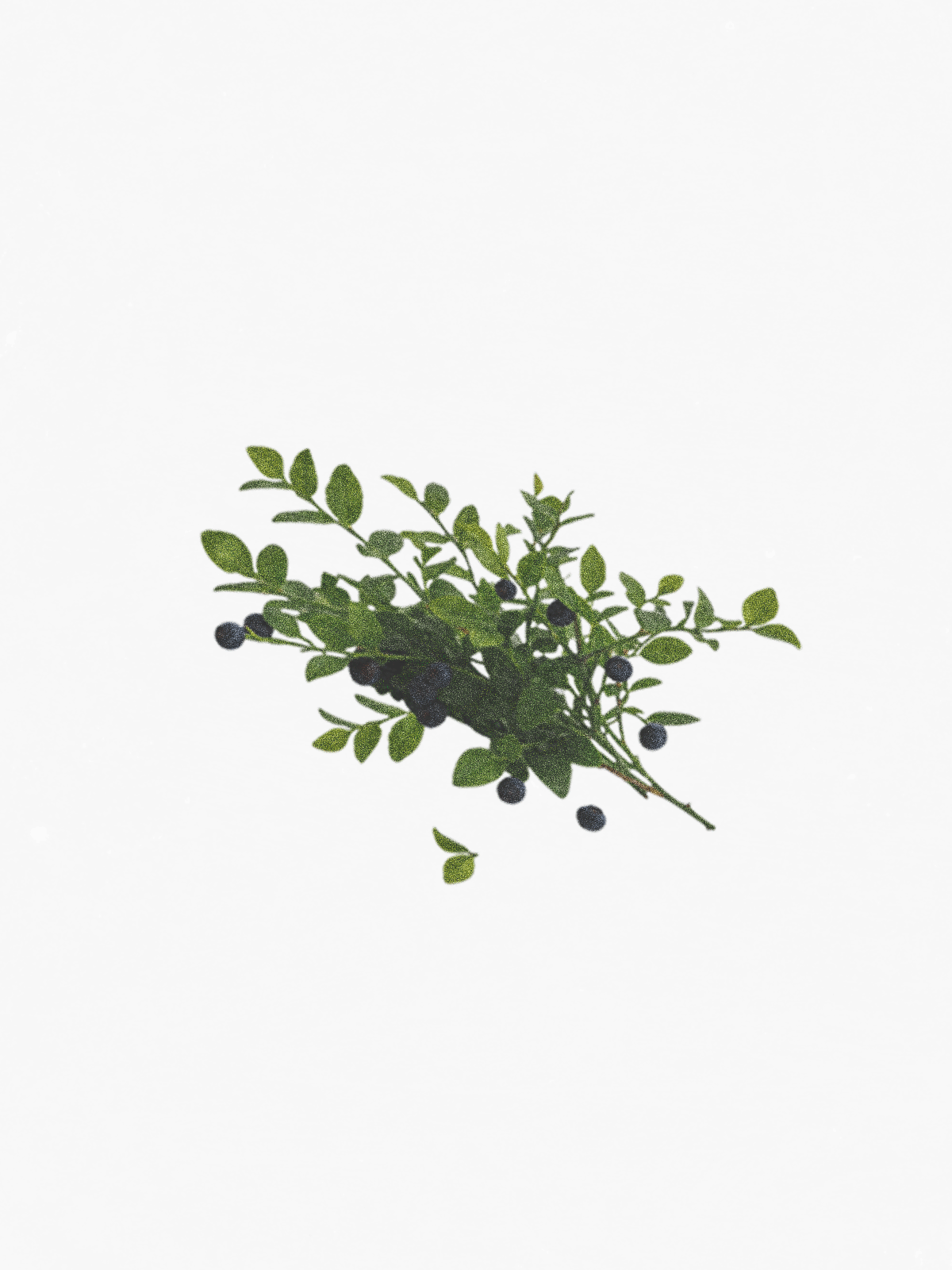 Bilberry root - Ingredients - Hetkinen